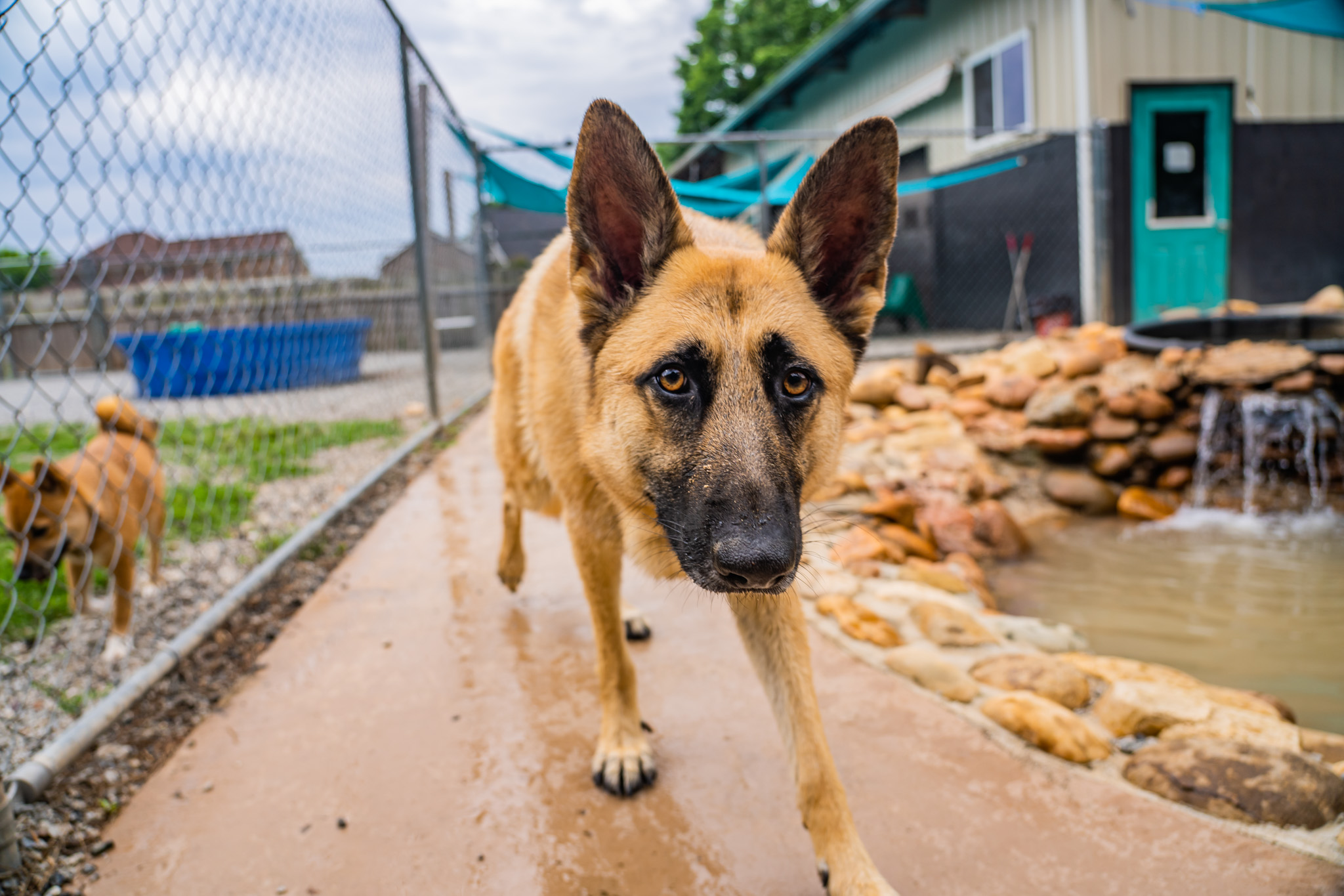 About the Canine Flu | Woodpoint Bed & Biscuit